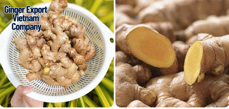 Sourcing & Quality | Ginger Export Vietnam - Ginger Export Vietnam