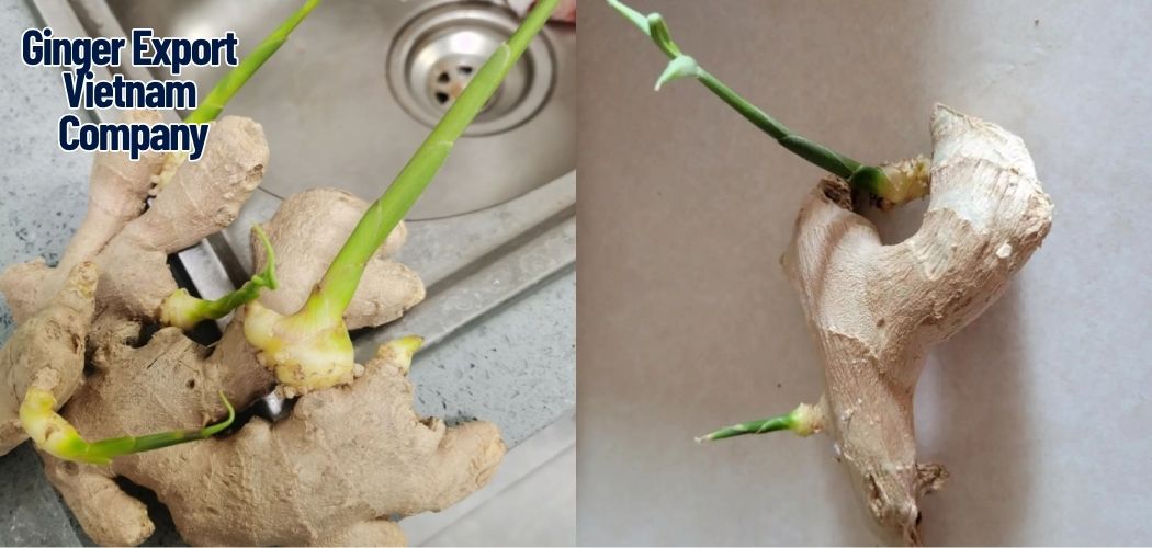 Sourcing High-Quality Organic Ginger from Vietnam - Ginger Export Vietnam