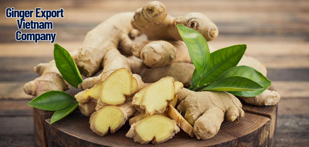 Ginger & Turmeric: Golden Spices in Cuisine & Traditional Medicine ...